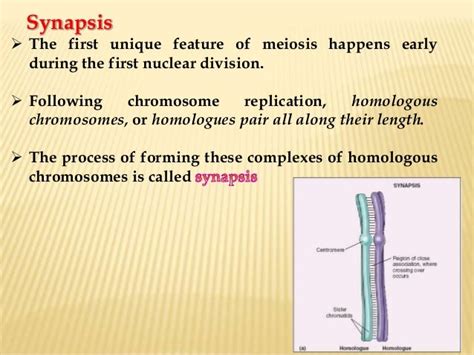 Synaptonemal Complex