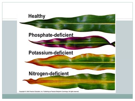 Essential Plant Nutrientsppt Pptx