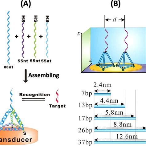 Schematic Display Of The Construction Of A 3d‐dna Tetrahedral Download Scientific Diagram