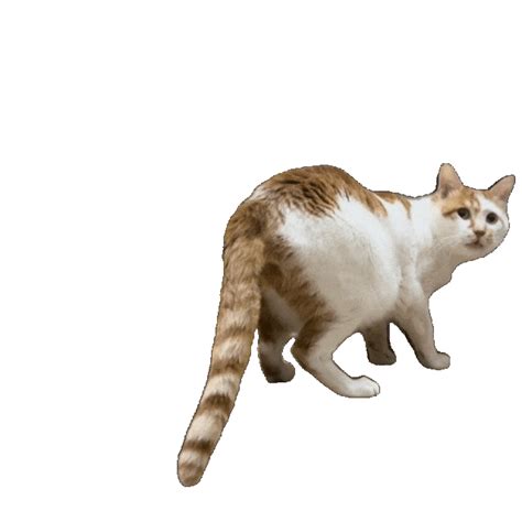 Chipi猫动图表情包合集表情包图片动图 求表情网 斗图从此不求人