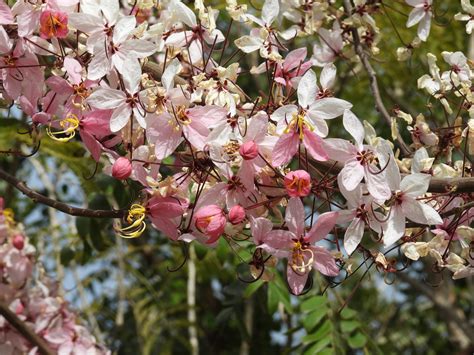Cassia Javanica Leon Levy Native Plant Preserve