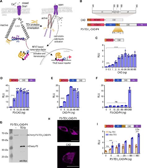 Coiled Coil P3p4 Peptide Pair Inhibits Cad A Scheme Of An