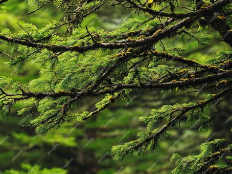 Western Hemlock Tsuga Heterophylla Tree With Drooping Branches And Flat