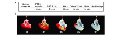 Process Of Decellularization Of The Spleen A Schematic