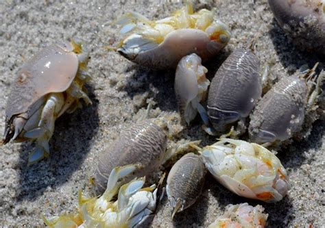 Sand Fleas Artofit