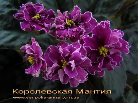 Фиалка Королевская Мантия