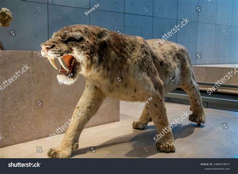 Smilodon Populator Face