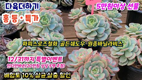 다육더하기 2 군생 파피스로즈철화 원종바닐라비스 골든쉐도우 특별이벤트 선물 인디언바손 Youtube