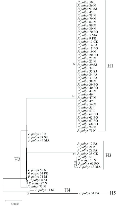 neighbor joining tree based on coi sequences of p poltys individuals
