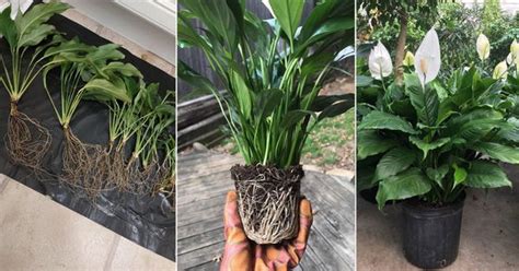 Peace Lily Propagation How To Propagate Peace Lily