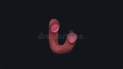 small and large intestines in the digestive system stock footage