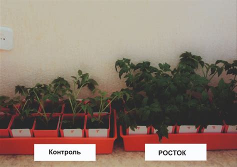 РОСТОК - универсальный стимулятор роста и развития растений