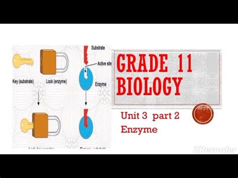 Enzyme Part Lock And Key Model Induced Fit Model Ethiopian Biology YouTube