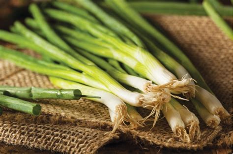 대파 모종 심는시기 재배방법파종시기