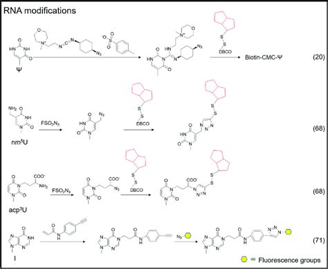 The Chemical Method For Labeling Rna Modifications Download