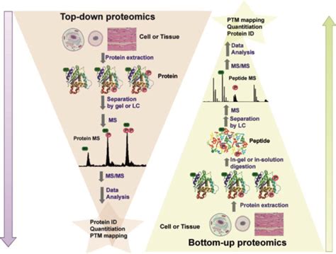 Chap Mass Spectrometry Based Proteomics Flashcards Quizlet