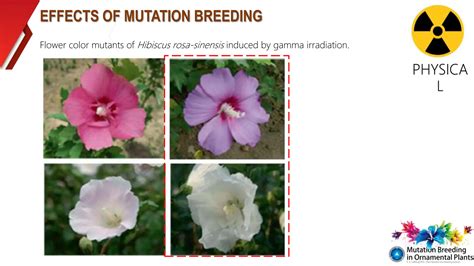 Mutation Breeding In Ornamental Crops Pptx