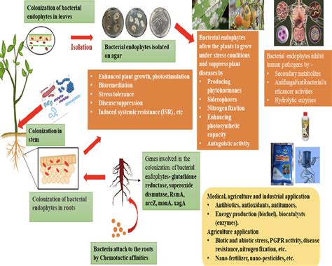 An Updated View Of Bacterial Endophytes Associa