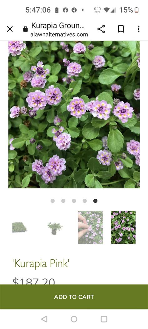 Kurapia Ground Cover Kurapia Plugs California Lawn Alternatives