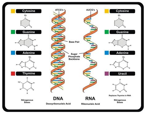 Using Dntp In Polymerase Chain Reaction Pcr Biochain Institute Inc