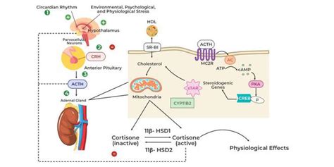 Glucocorticoid Signaling Geeksforgeeks