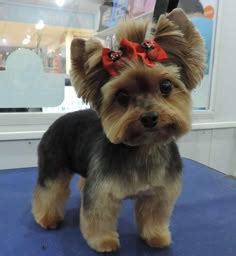 8 Best Yorkie Short Haircuts Ideas To Save Today Yorkie Yorkie
