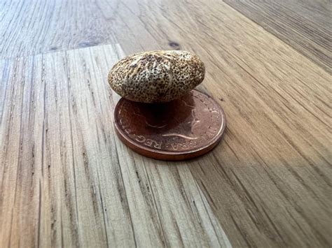 New Forest Uk Can Anyone Help With An Id R Fossilid