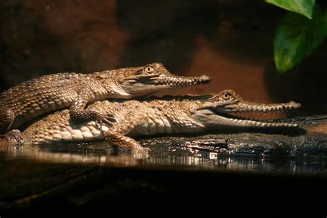 Animal Sex How Crocodiles Do It Animal Courtship And Mating Live Science
