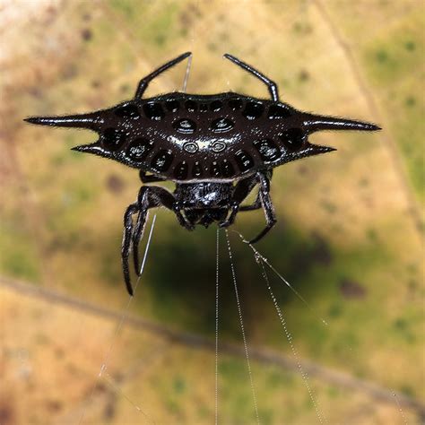 Real Monstrosities Spiny Orb Weaver Party Spinybacked Orbweaver