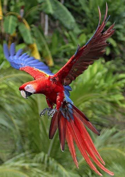 Scarlet Macaw Beauty Of Bird