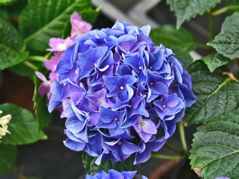 What Hydrangeas Grow In Zone 9 A Guide To Choosing The Right Varieties
