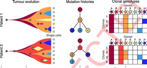 Tumour Evolution And Clonal Exclusivity During Tumour Evolution