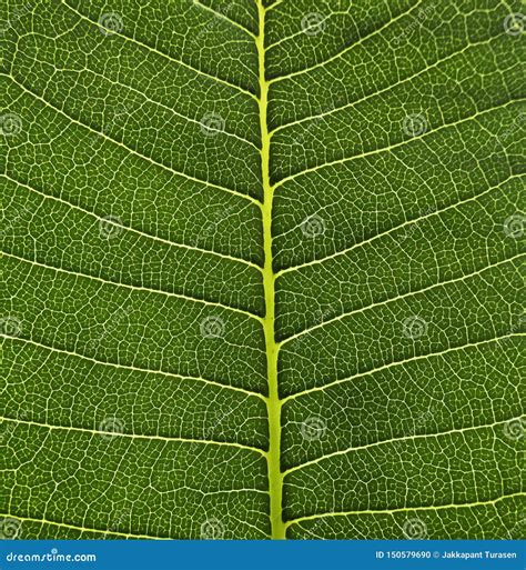 Leaf Cell Structure Royalty Free Stock Image 114872938
