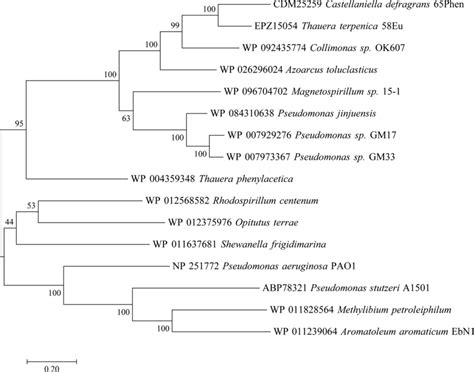 Unrooted Maximum Likelihood Tree Based On Jtt Matrix Based Model