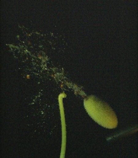 Natures Super Cannon Inside The Explosive Seed Launch Of The Squirting Cucumber