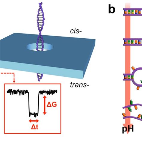 Ss Nanopore Detection Of Dna Depurination A Schematic Of The Download Scientific Diagram