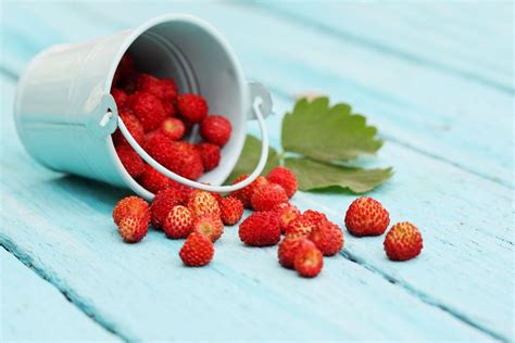 Why Are My Strawberries So Small Evergreen Blooming