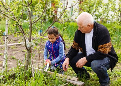 جزئیات کامل حقوق مستمری نوه دختر از مستمری پدربزرگ و مادربزرگ