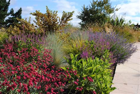 Drought Tolerant Design