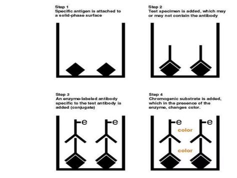Serological Techniques And Immune Assays Pptx
