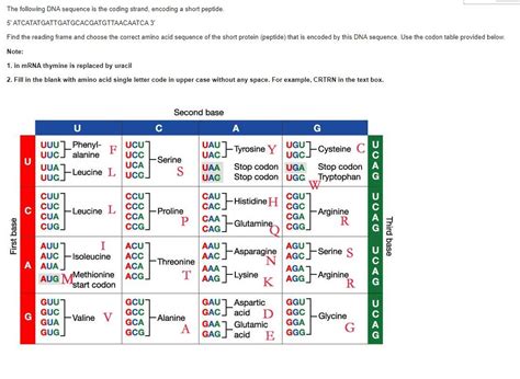 Solved The Following DNA Sequence Is The Coding Strand Chegg