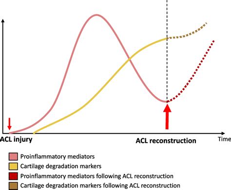 Cartoon Of The Timeline Of Proinflammatory And Cartilage Degradation