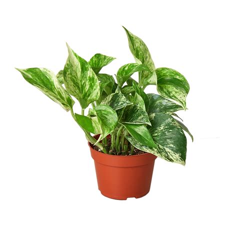 Houseplants Types Of Houseplants Pothos Mountain Crest Gardens