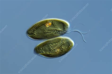 Cryptomonas Algae Light Micrograph Stock Image C0586478 Science