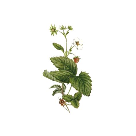 Fraisier feuille en gélules - ABC de la Nature : herboristerie en ligne