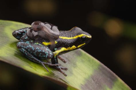 Poison Dart Frog Facts