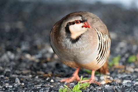 Chukar Partridge Facts About The National Bird Of Pakistan