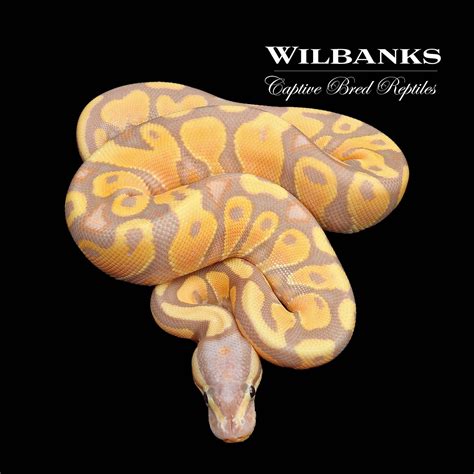 Banana Orange Dream Specter Ball Python By Wilbanks Captive Bred Reptiles Morphmarket Banana Orange Dream Specter Ball Python By Wilbanks Captive Bred Reptiles Morphmarket