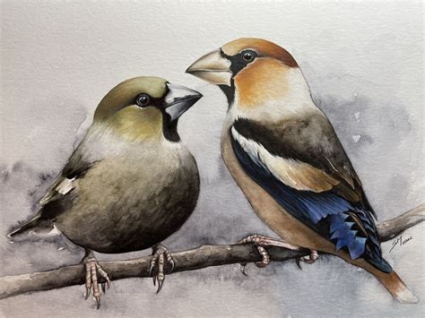 Kernbeisser Vögel Tiere Aquarell Aquarellstifte von Federbunt kunstnet