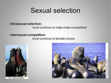 Intrasexual Selection